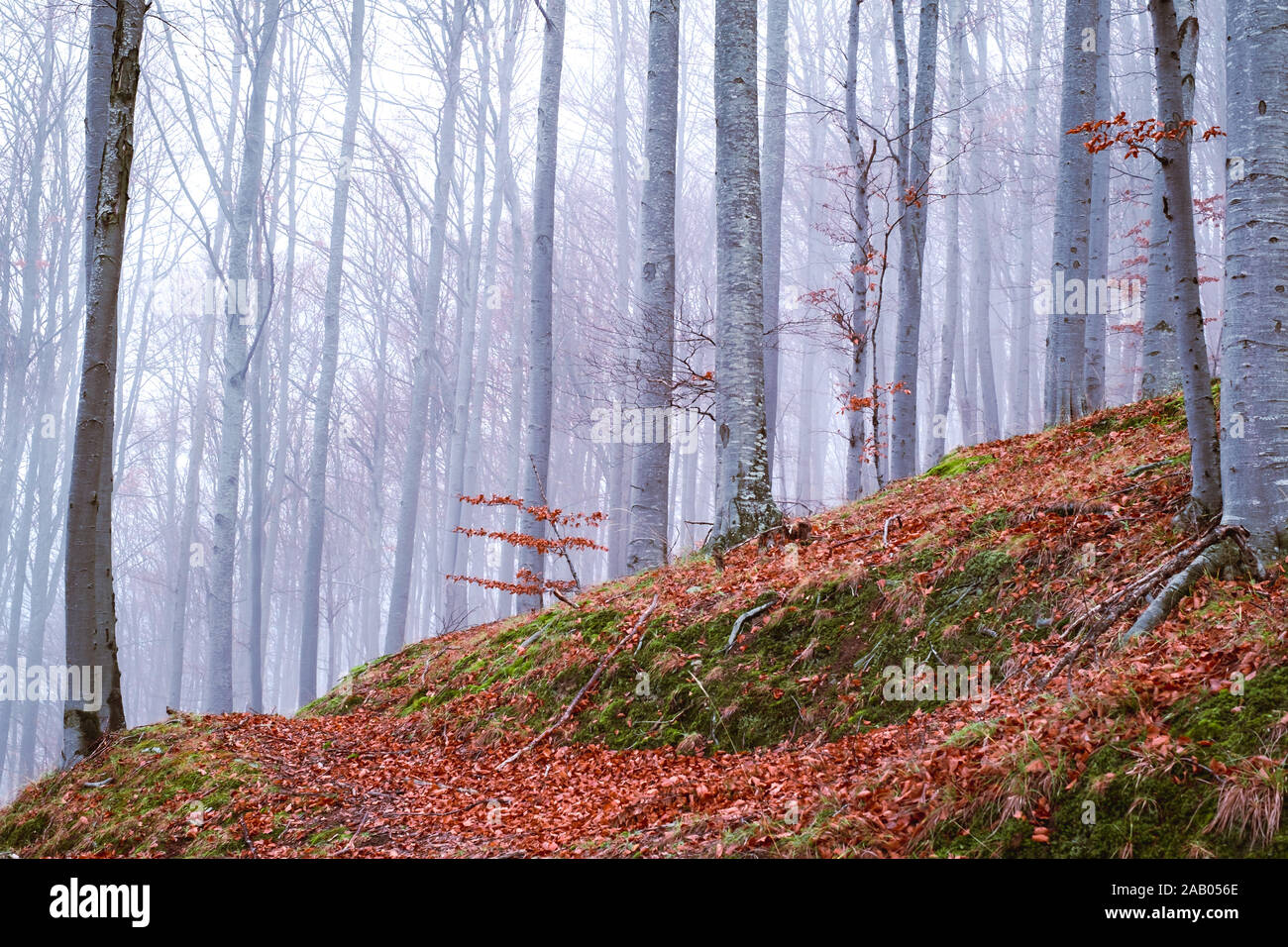 Early morning in the beech forest with fog, Cindrel mountains, Romania ...