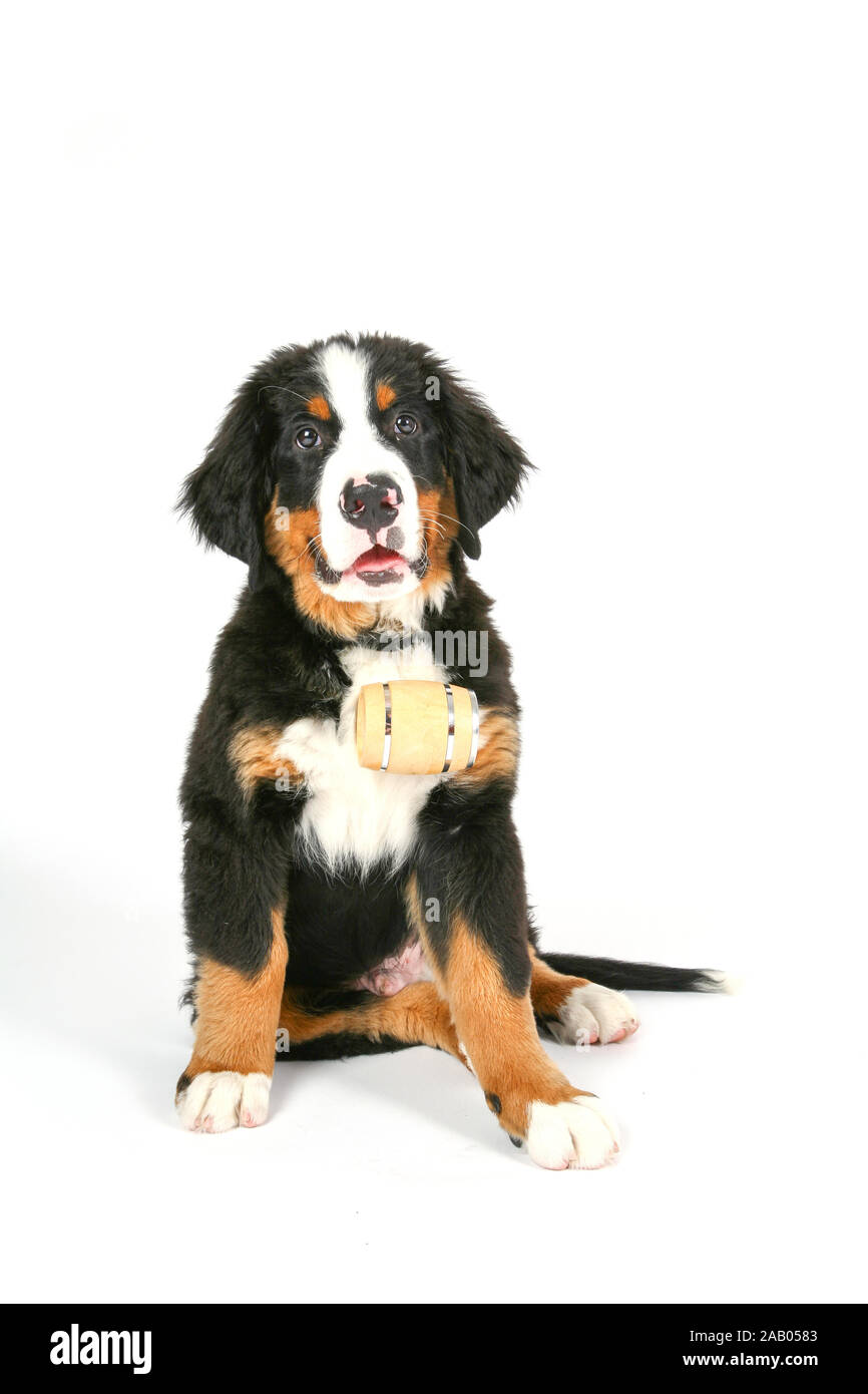 rescue dog with whiskey barrel Stock Photo - Alamy