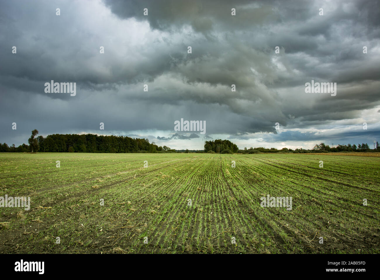 Young green seedlings on the field, dark clouds on the sky Stock Photo ...