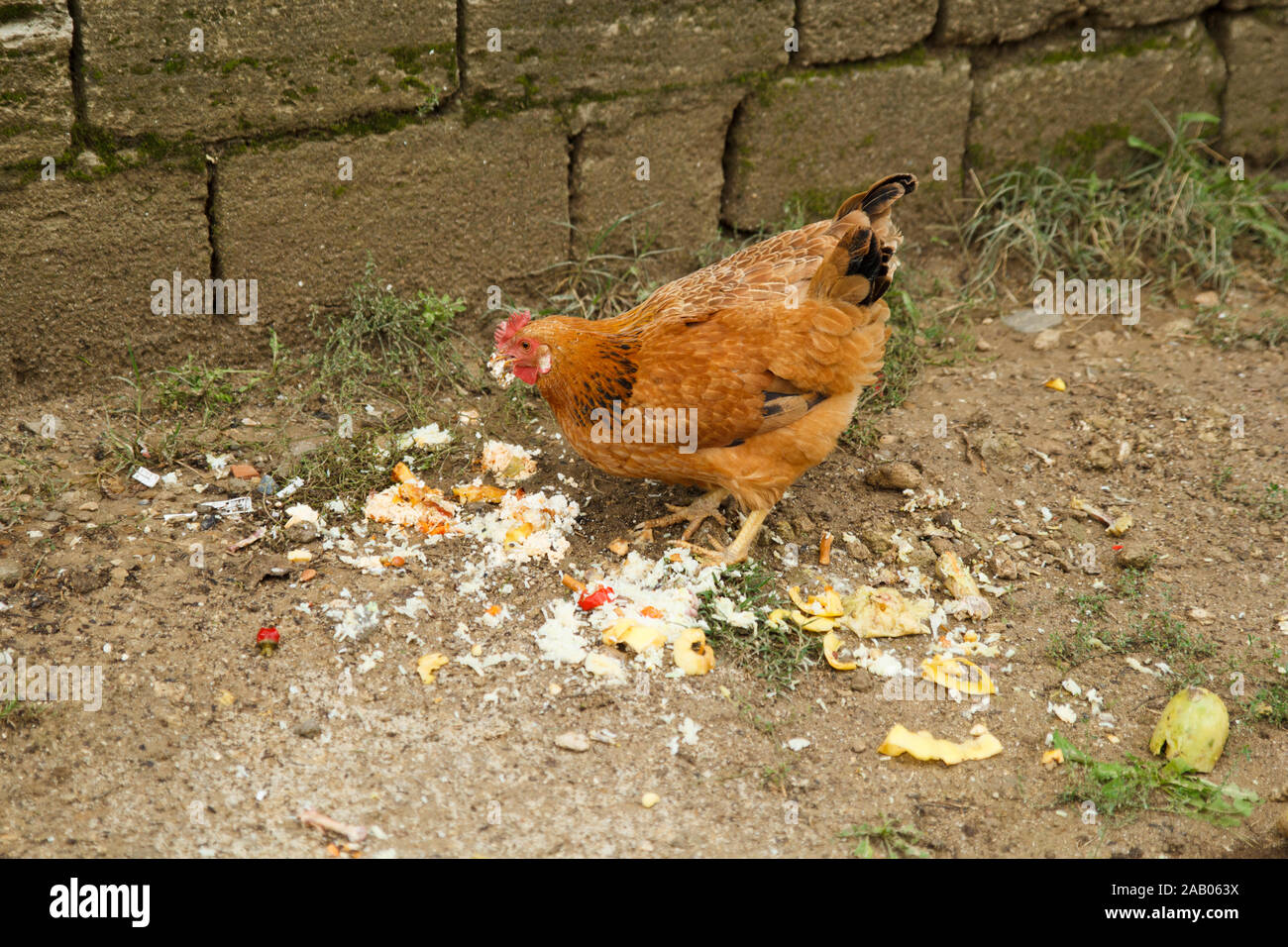Hen walking and eating vegetables on the ground in a rural poultry farm ...