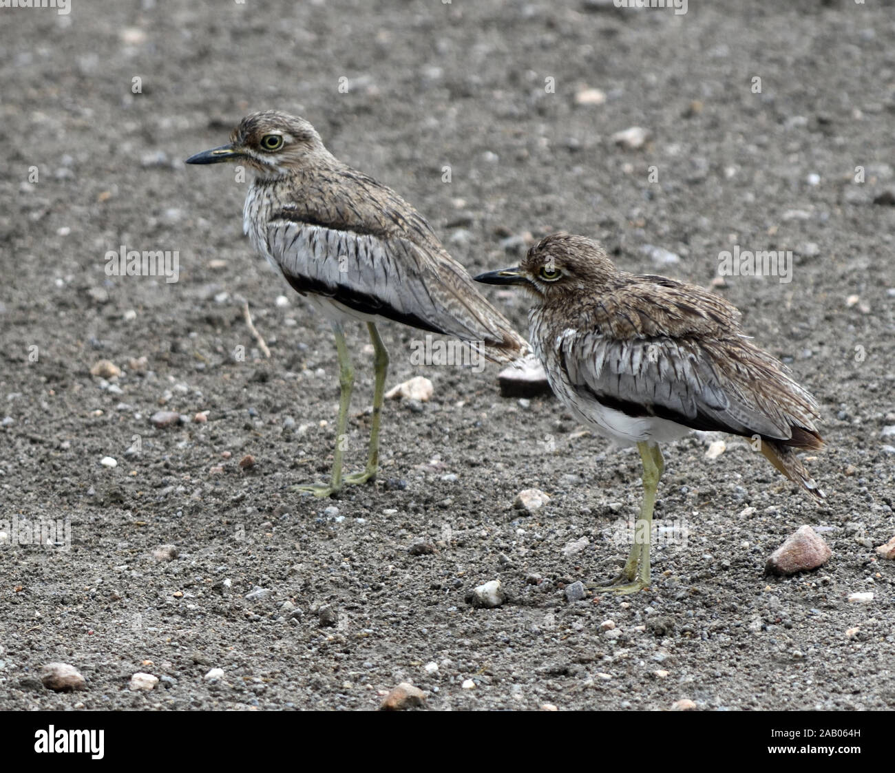 Water dikkop burhinus vermiculatus hi-res stock photography and images ...