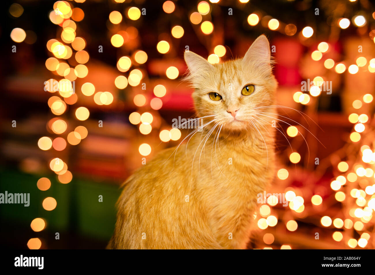 little nice ginger cat sleeping on couch Stock Photo - Alamy