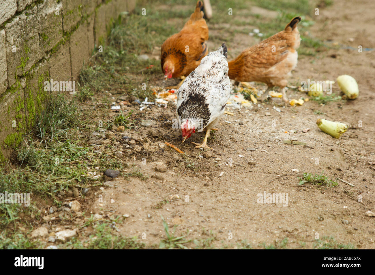 Hen walking and eating vegetables on the ground in a rural poultry farm ...