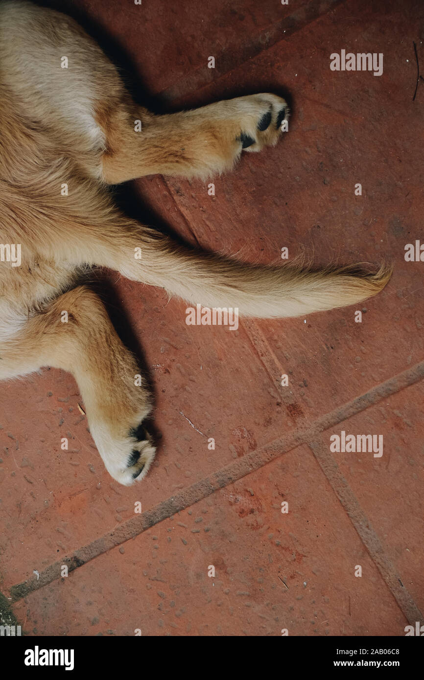 Tail of a golden retriever puppy Stock Photo - Alamy