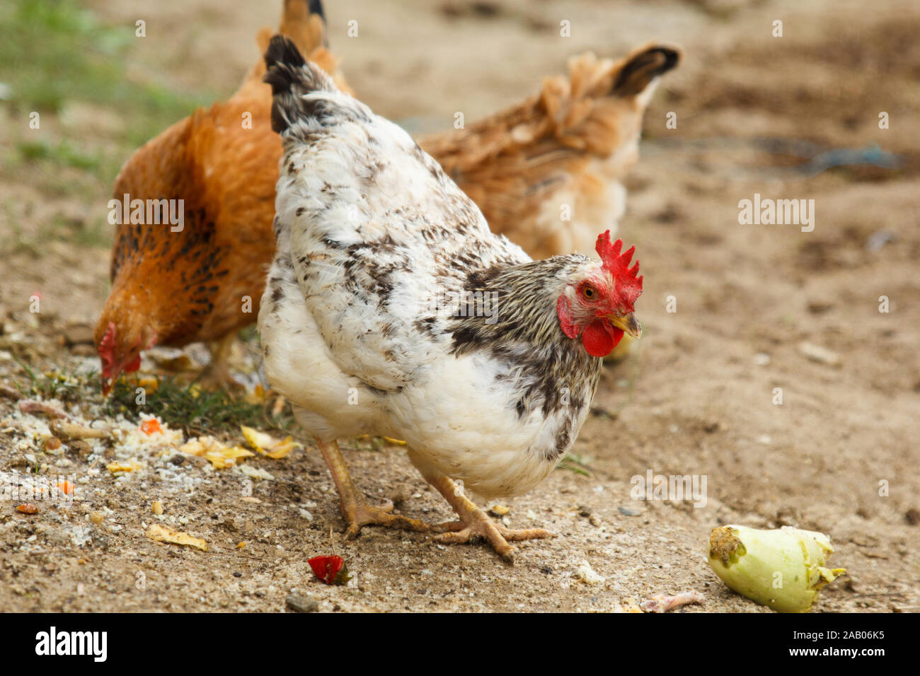 Hen walking and eating vegetables on the ground in a rural poultry farm ...