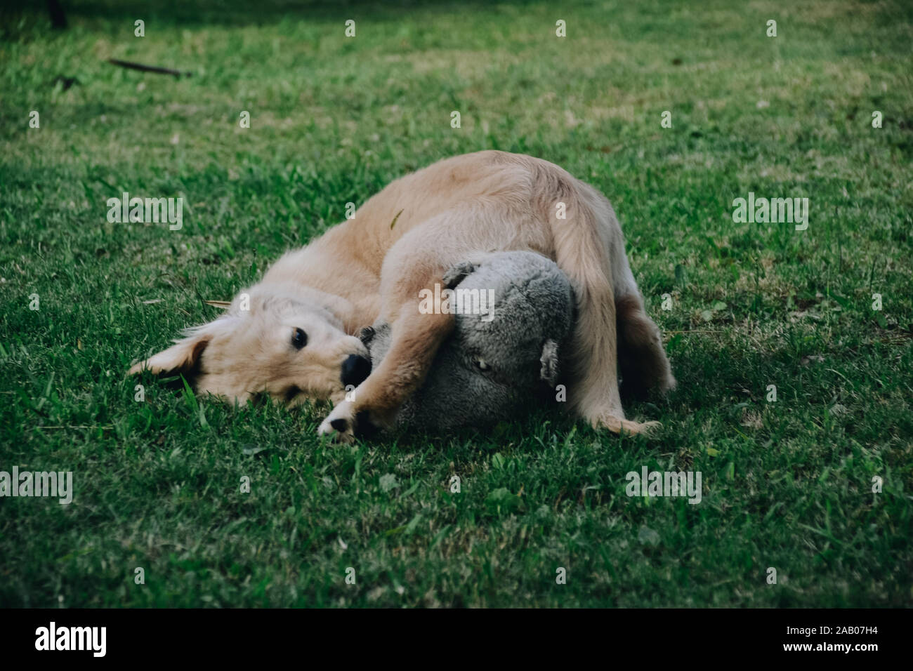Golden retriever puppy playing Stock Photo - Alamy