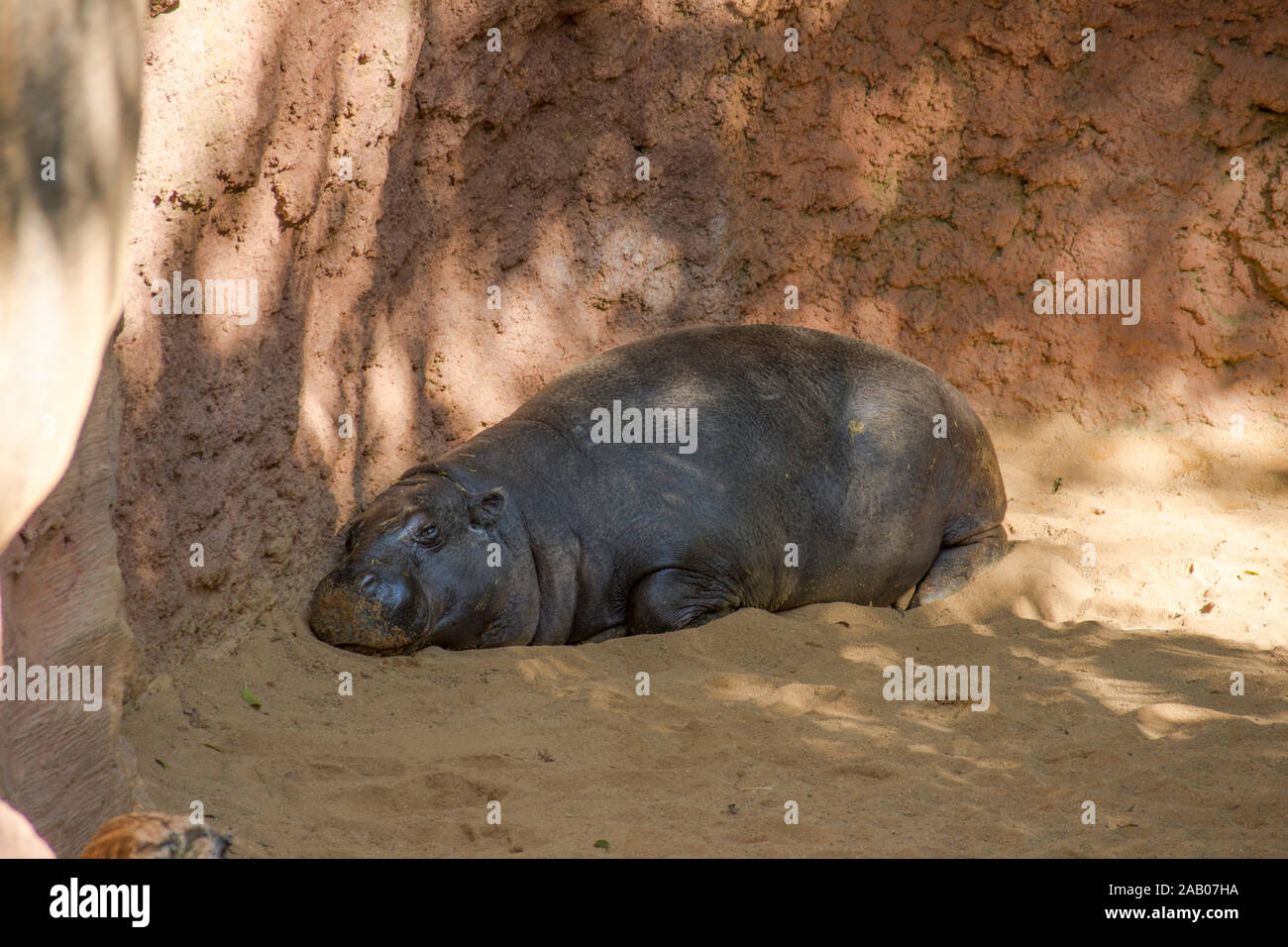 Choeropsis liberiensis or hexaprotodon liberiensis hi-res stock ...