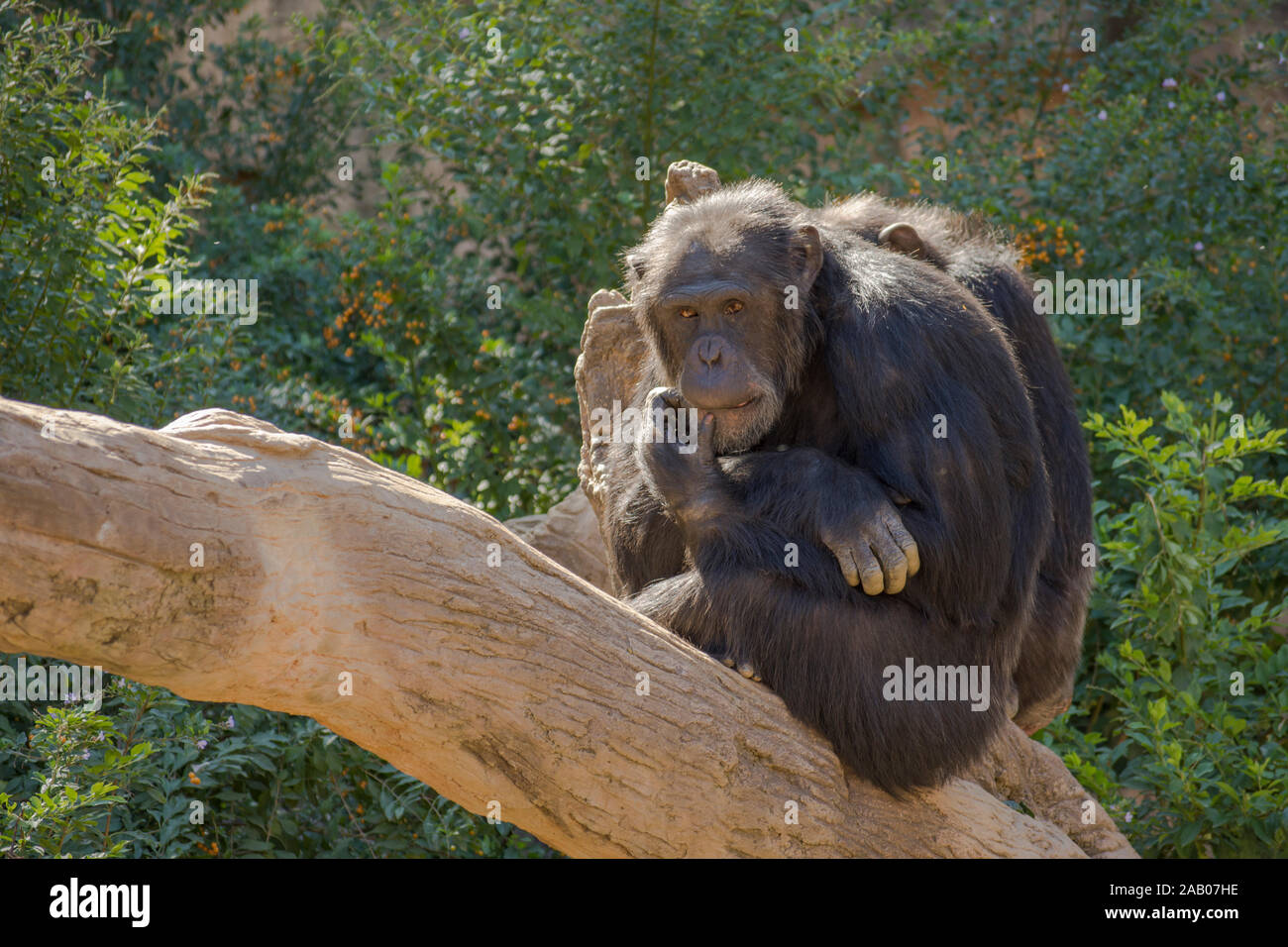 Chimpanzee enclosure fuengirola zoo bioparc hi-res stock photography ...