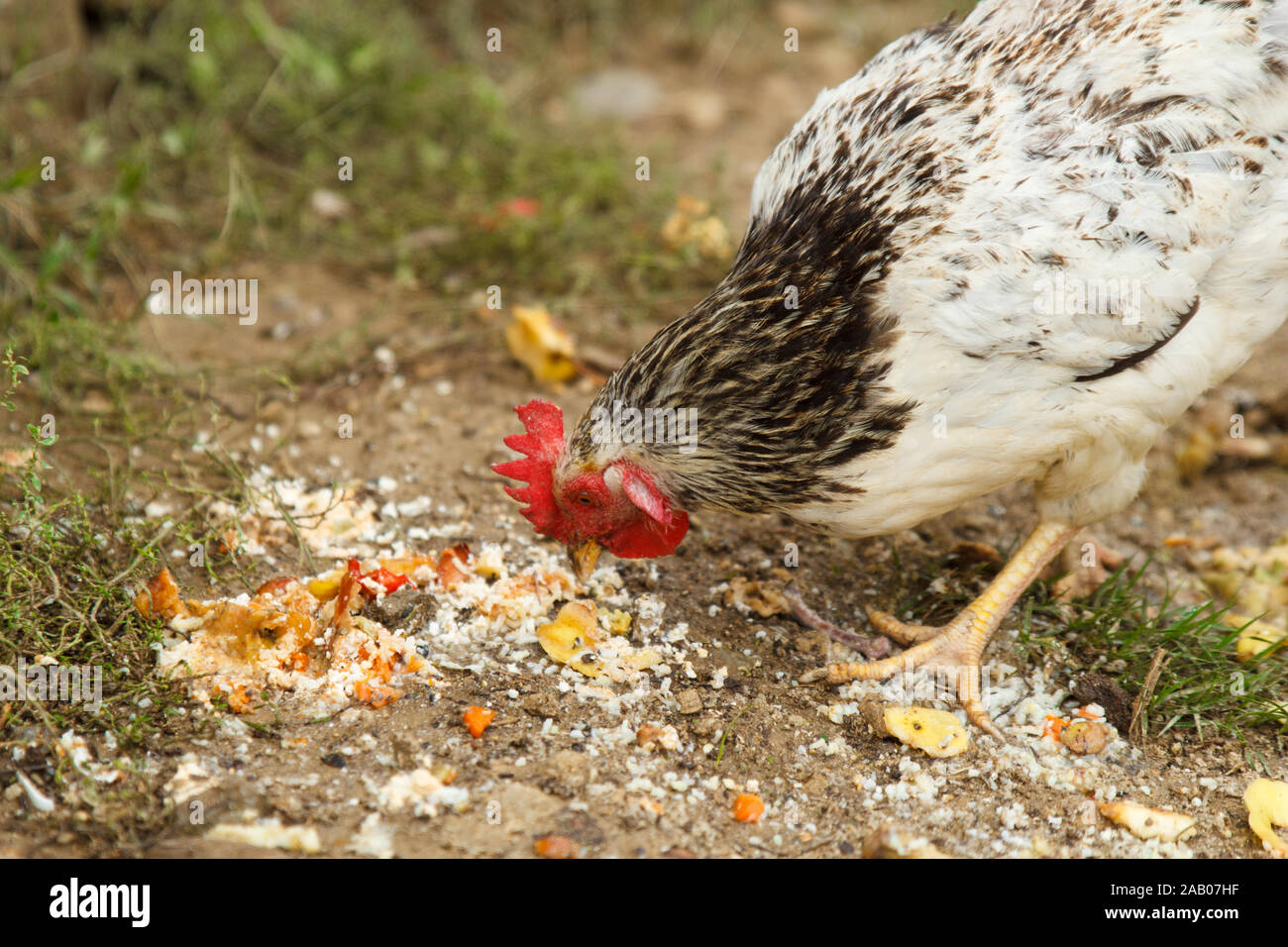 Black and white rooster eats vegetables on the ground in a rural ...