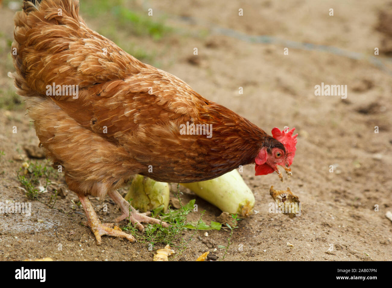 Red hen eating vegetables on the ground in rural poultry farm Stock ...