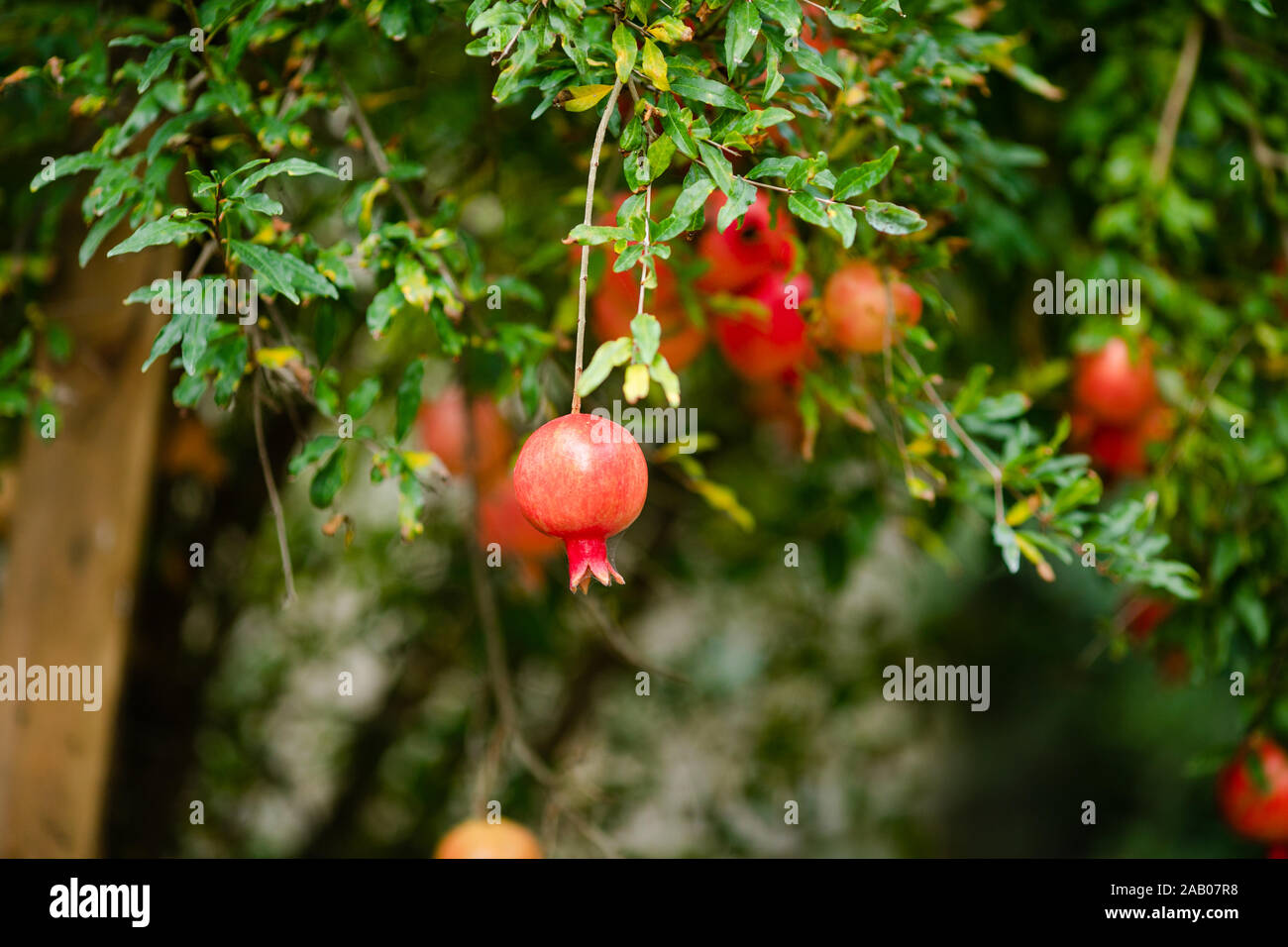 almost ripe pomegranate fruit hanging in the tree Stock Photo - Alamy