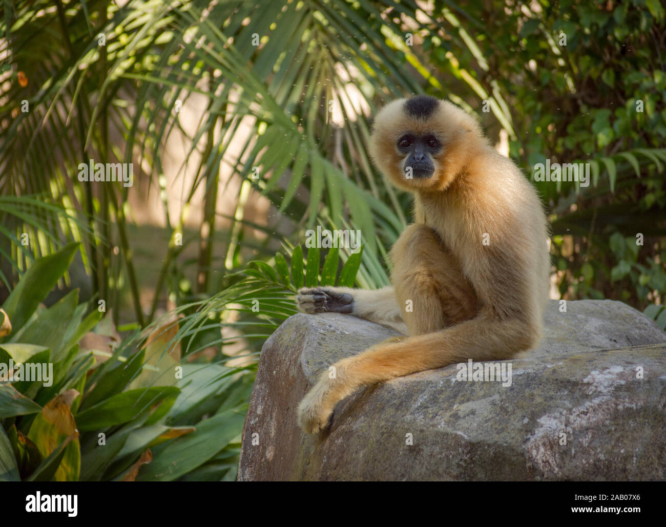 Yellow cheeked gibbon hi-res stock photography and images - Alamy