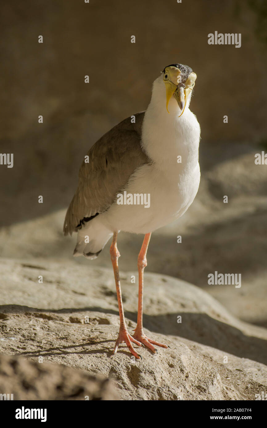 Masked plover hi-res stock photography and images - Alamy