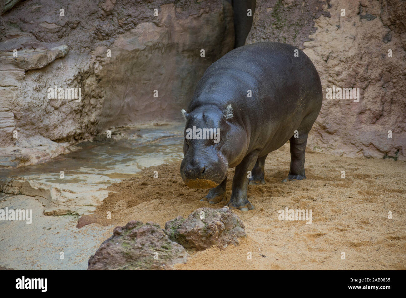 Pygmy hippopotamus, Choeropsis liberiensis or Hexaprotodon liberiensis ...