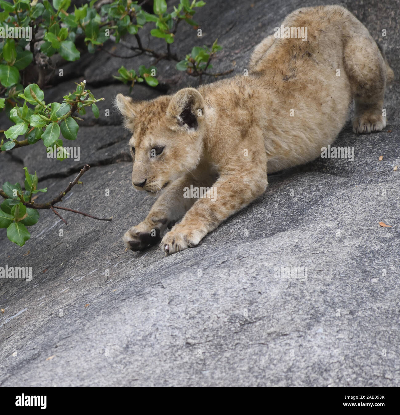 A young lion cub (Panthera leo) cautiously descends a steep rock ...