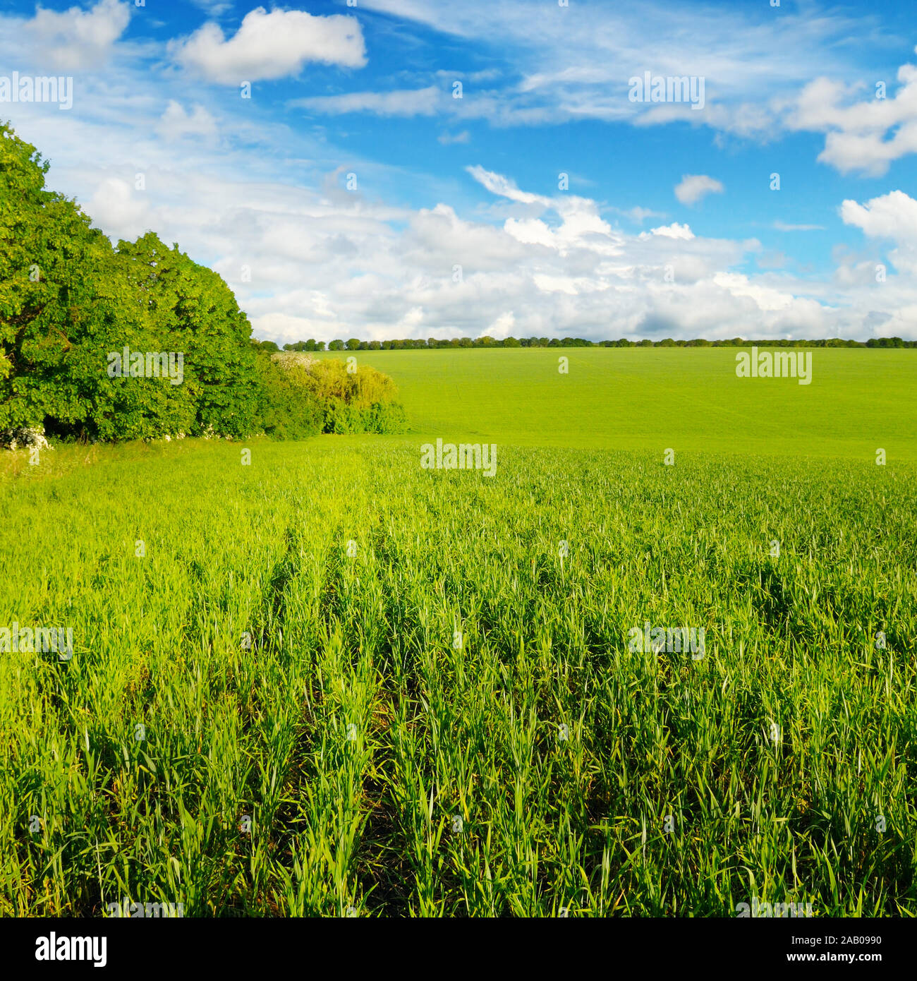 green field and blue sky with light clouds Stock Photo - Alamy
