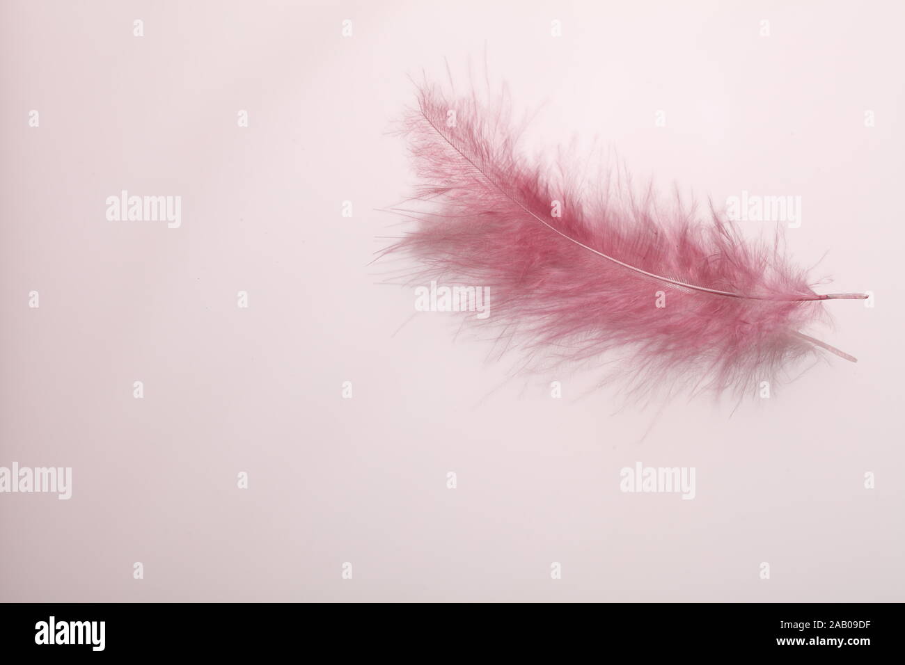 Red colored feather for Fastelavn carnival decorations closeup Stock ...