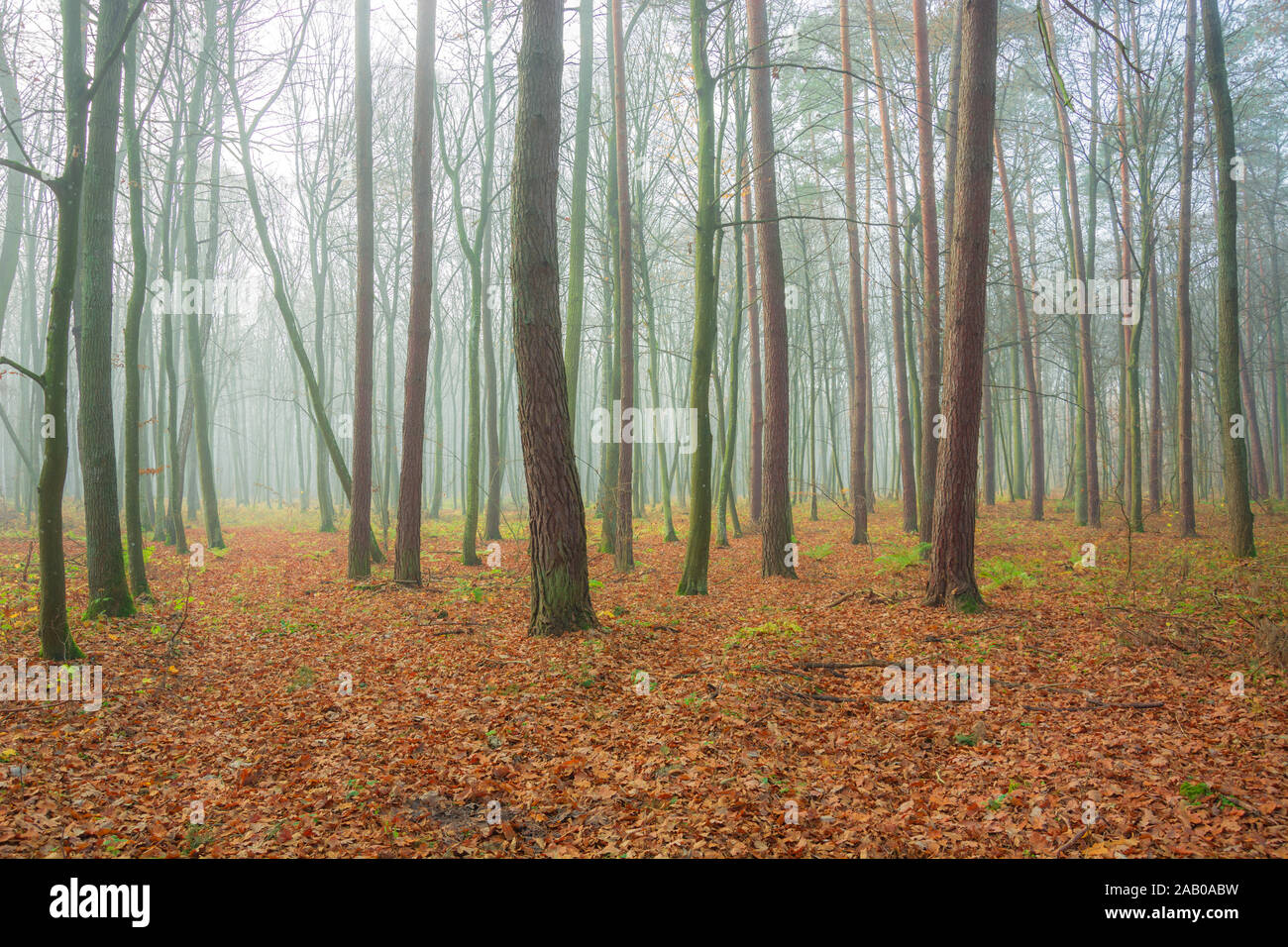 Foggy autumn forest, fallen brown leaves Stock Photo - Alamy