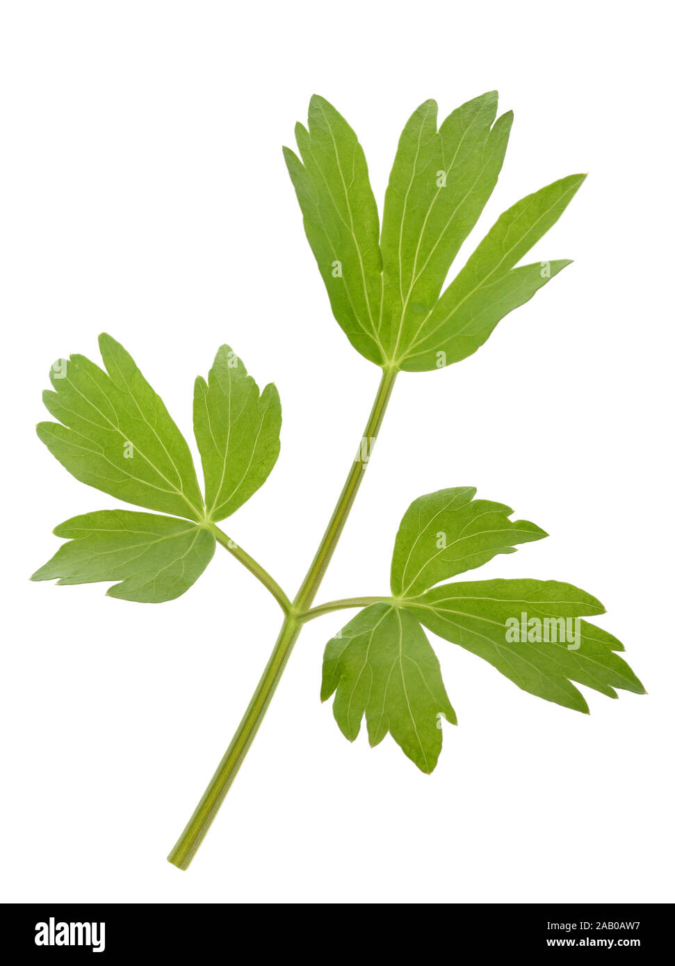Fresh lovage twig (Levisticum officinale) isolated on white background ...