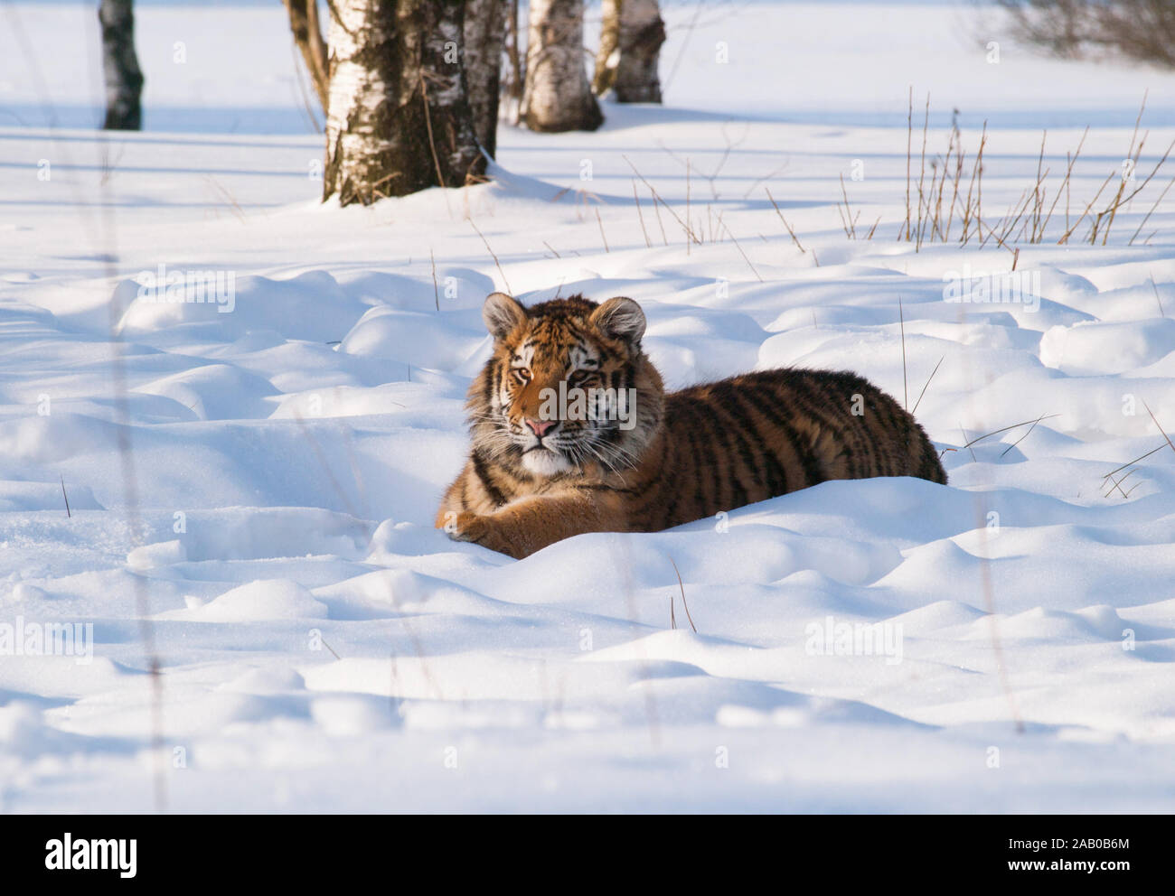Young siberian tiger having rest on snow in birch forest in russian ...