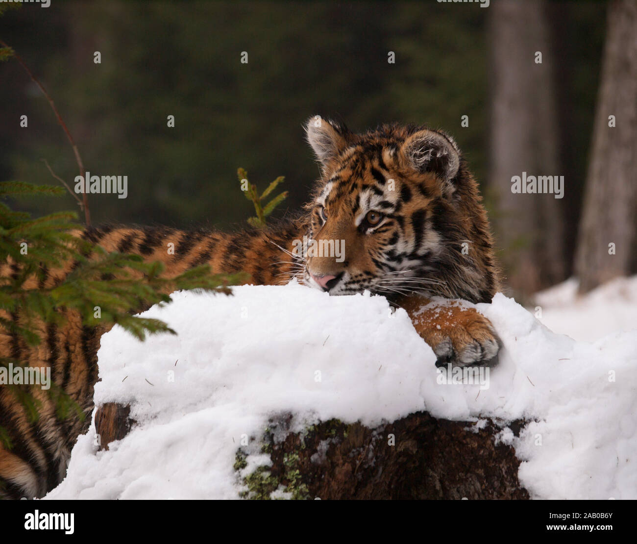 Siberian Tiger Kitten