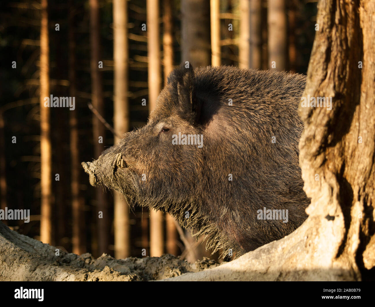 Sus scrofa - Central european boar in forest - portrait of head Stock ...