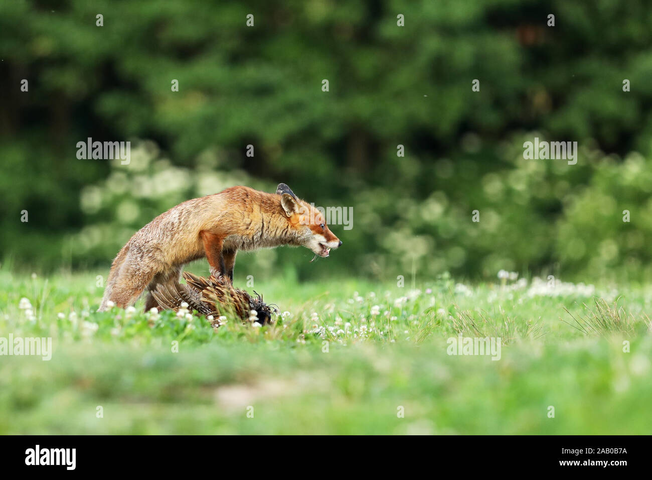 Huntable bird hi-res stock photography and images - Alamy