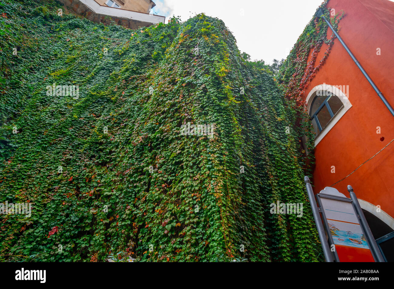 Clambering evergreen hi-res stock photography and images - Alamy