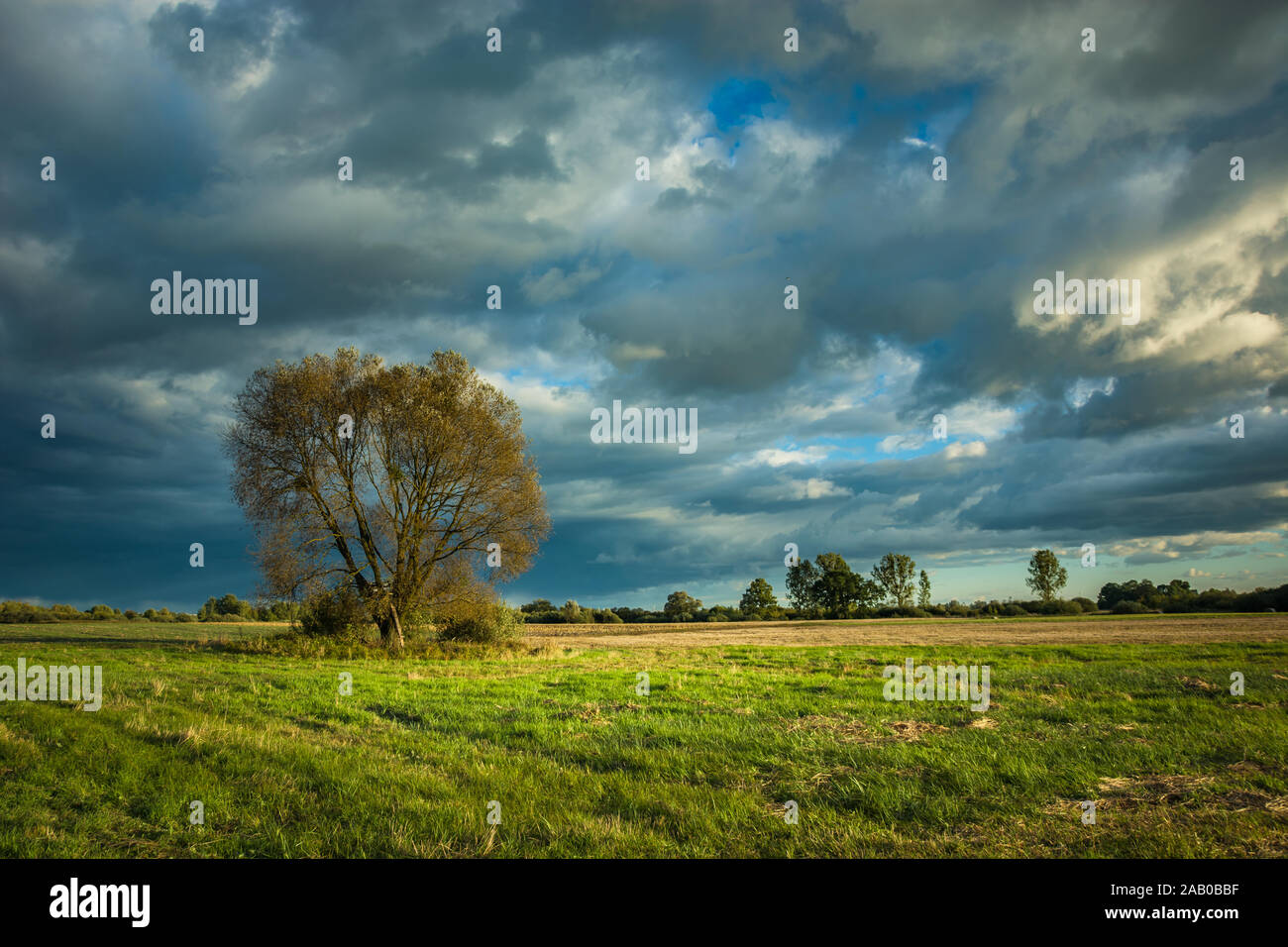 Dark rainy clouds, large tree and green field Stock Photo - Alamy