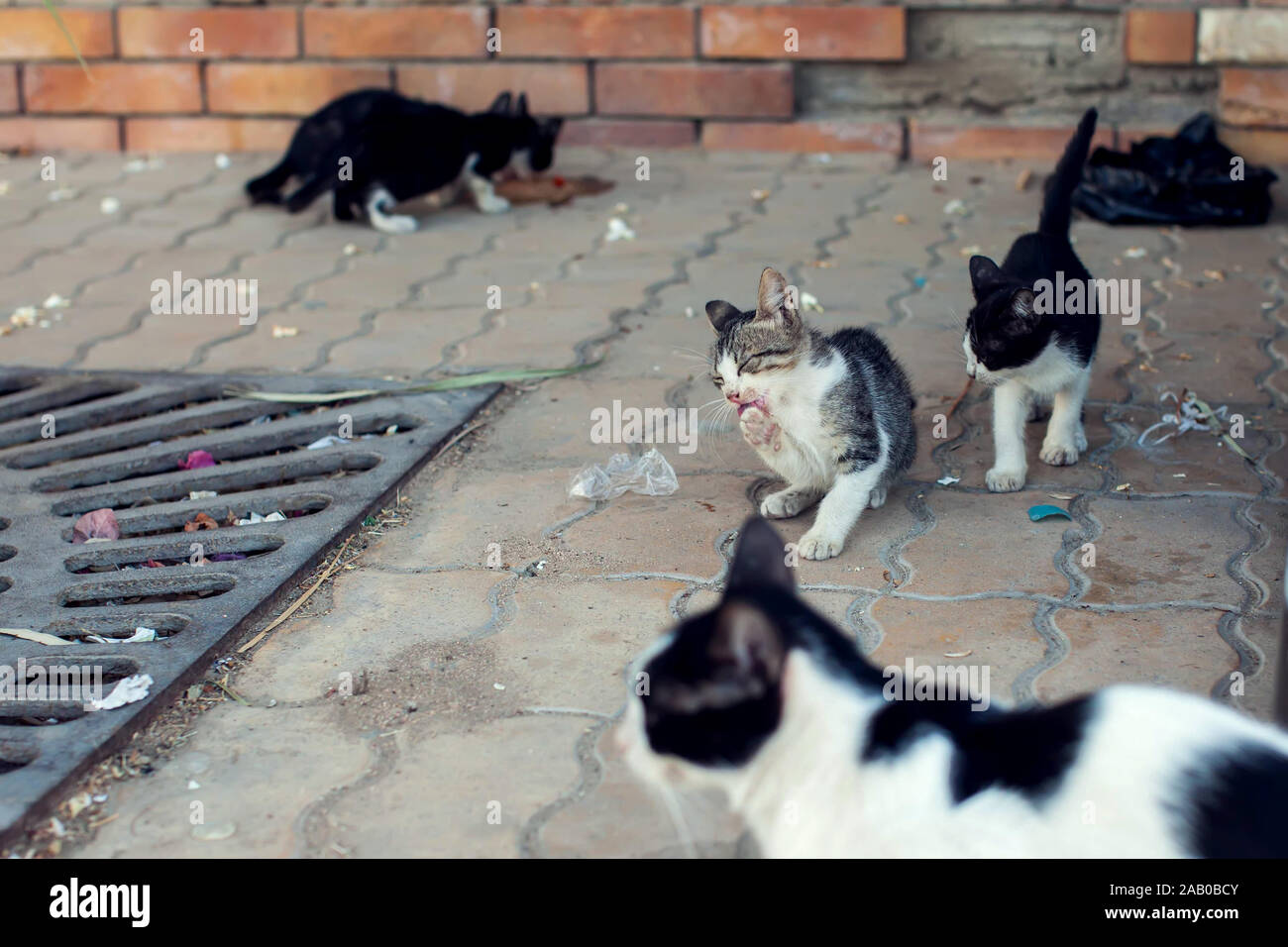 Homeless cat on the street. Animal protection concept Stock Photo - Alamy