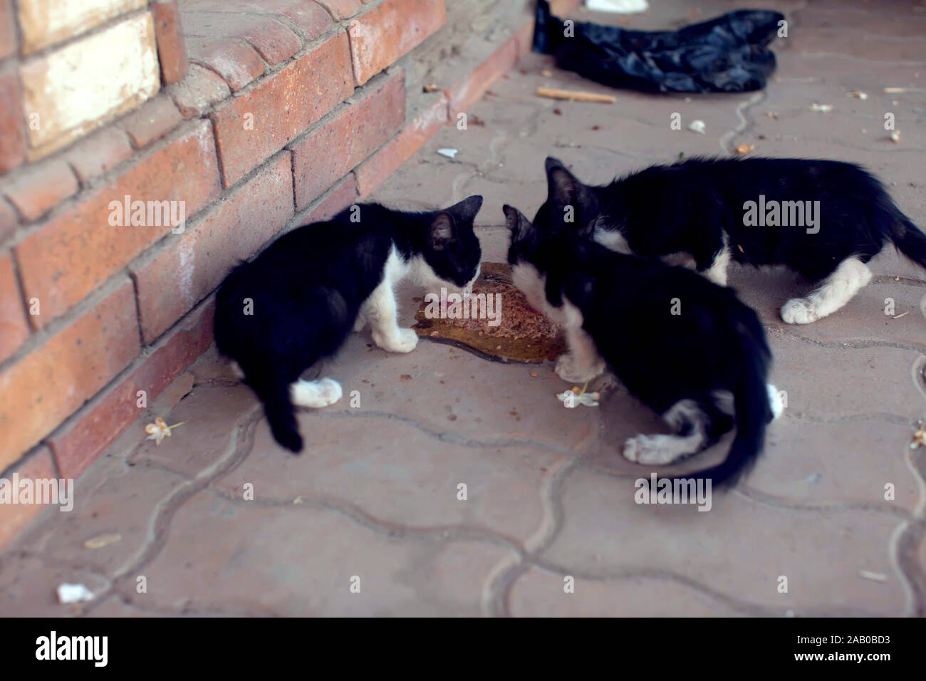 Homeless kittens eating food on the street. Animal protection concept ...