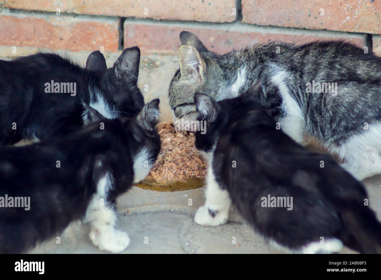 Homeless kittens eating food on the street. Animal protection concept ...