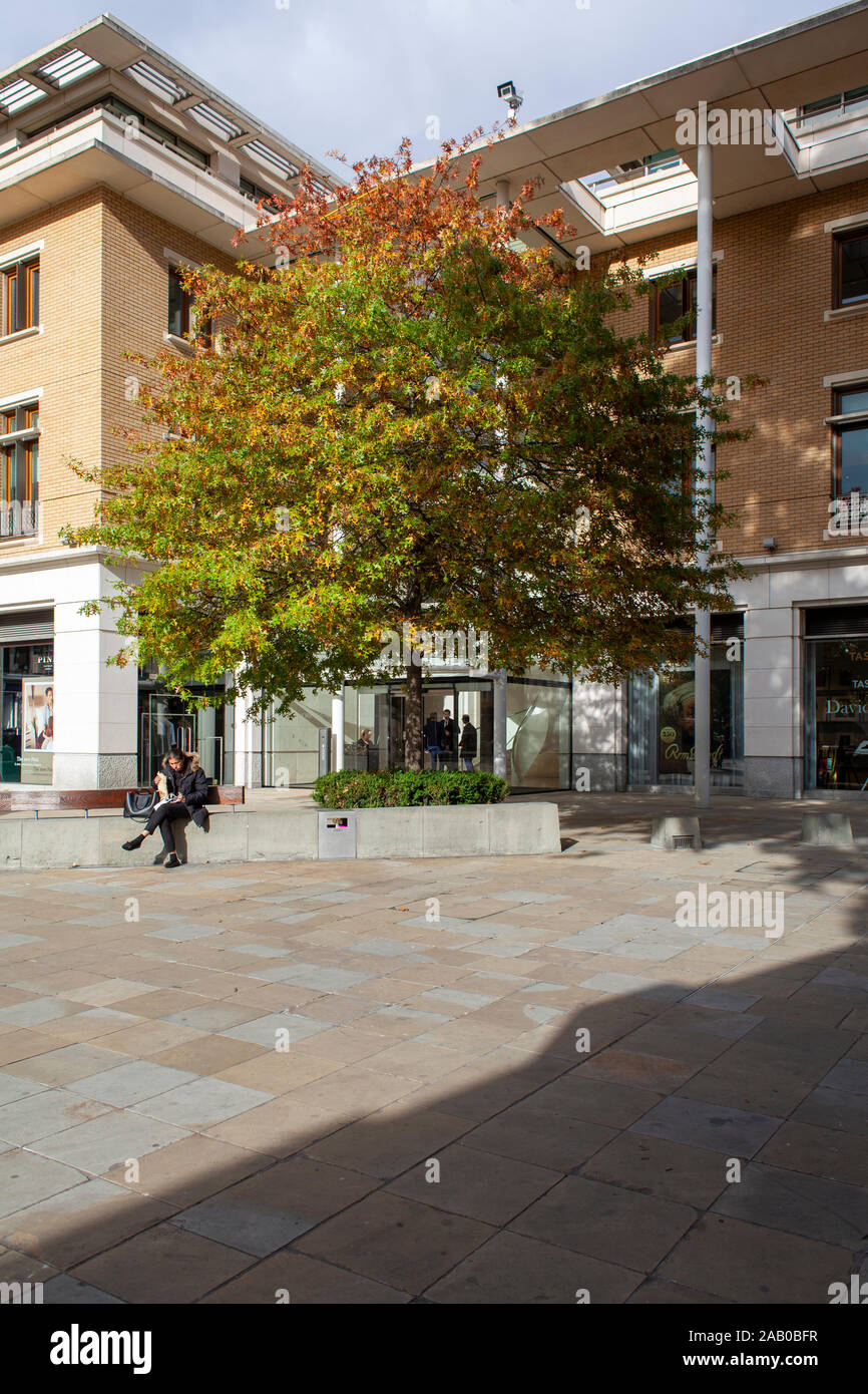 Urban Pin oak (Quercus palustris) tree, showing autumnal hues in ...