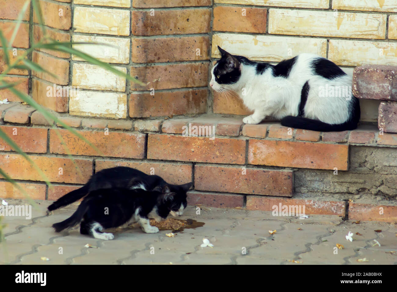 Homeless cat and kittens eating food on the street. Animal protection ...