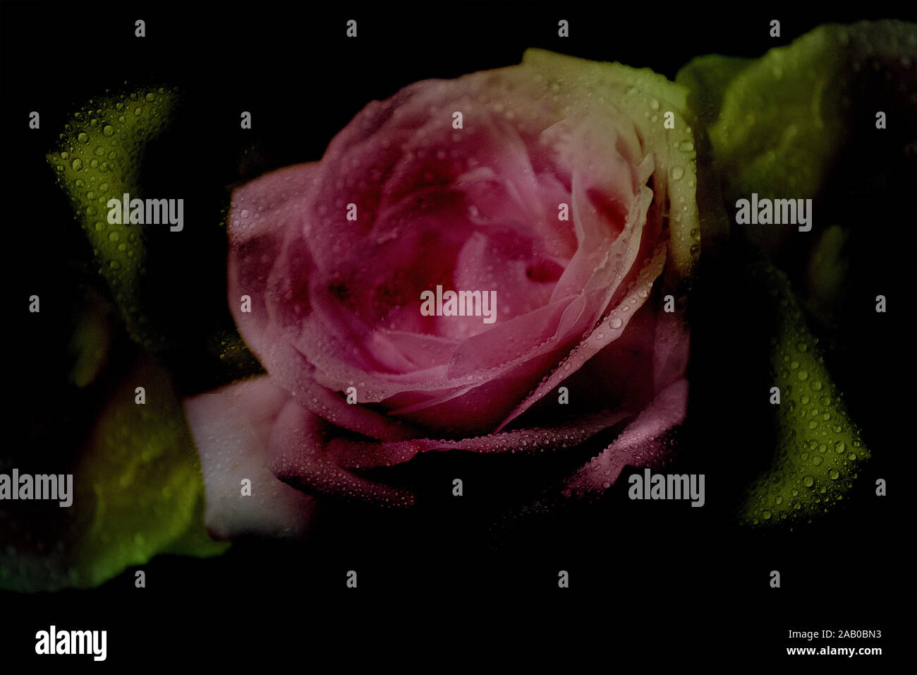 Pink rose bud covered hi-res stock photography and images - Alamy