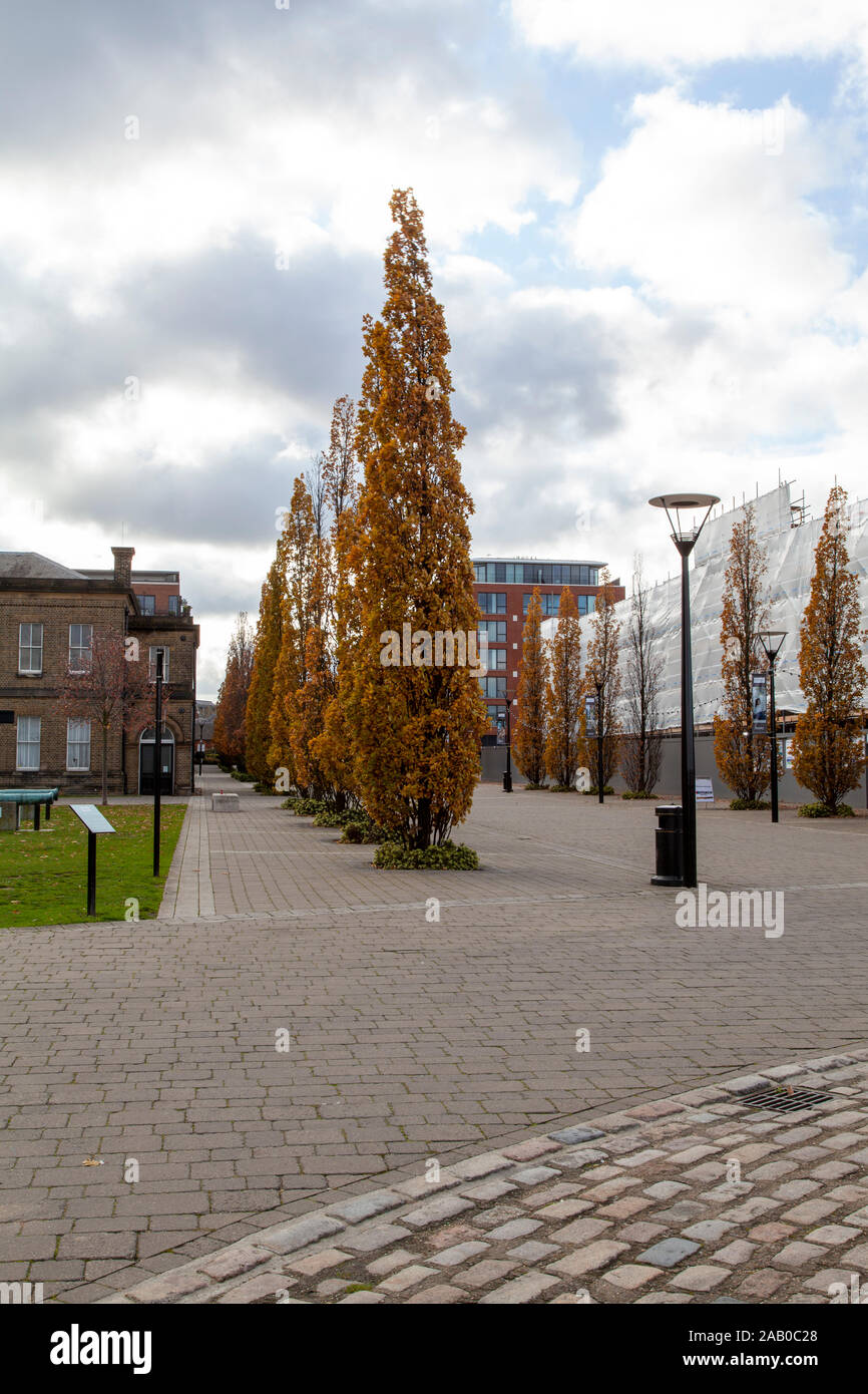 Columnar oak tree hi-res stock photography and images - Alamy