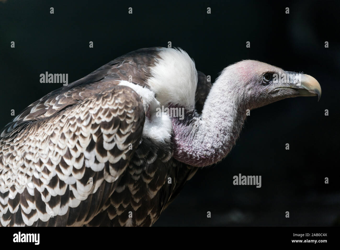 Ruppells griffon vulture hi-res stock photography and images - Alamy