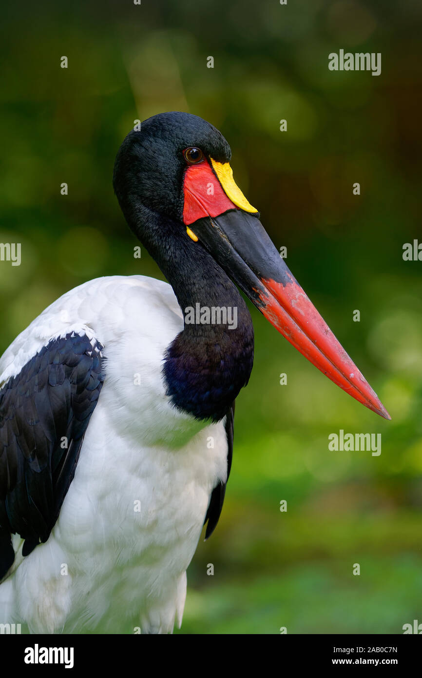 Saddle-billed Stork - Ephippiorhynchus senegalensis or saddlebill is a ...