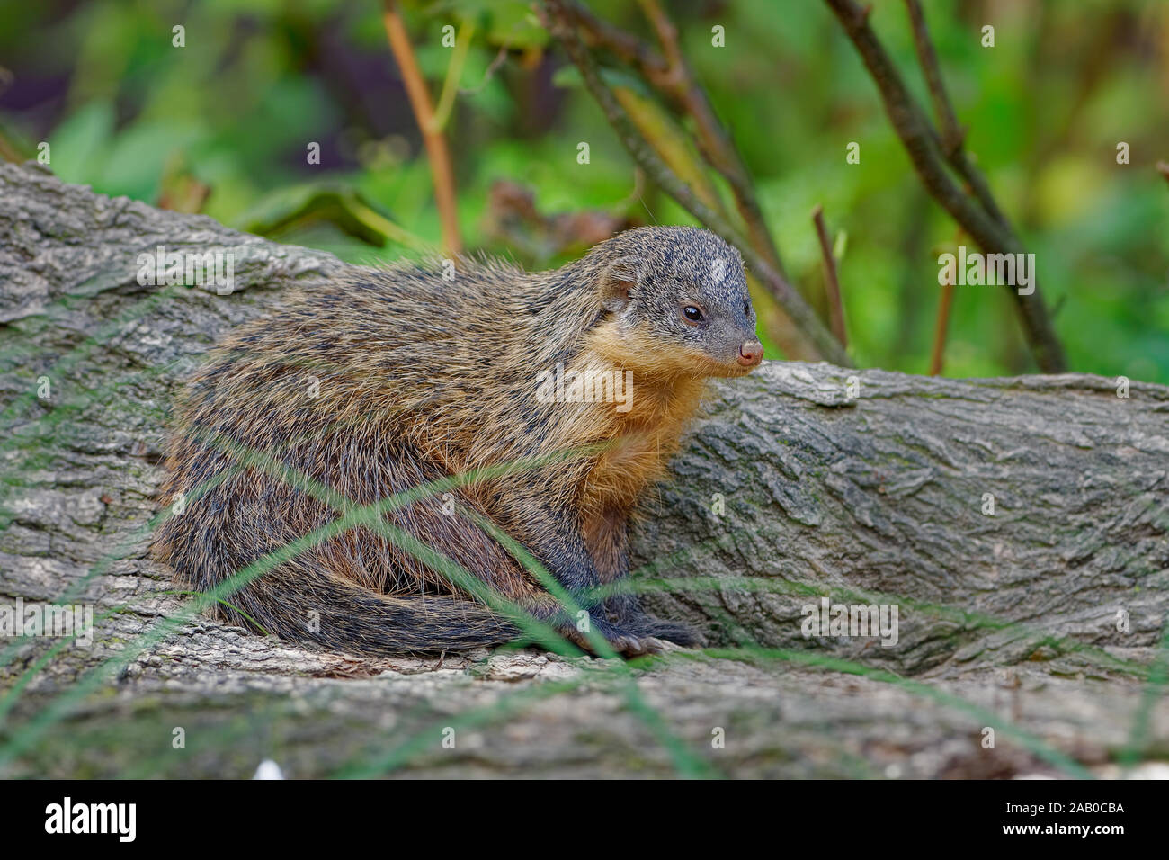 Red meerkat hi-res stock photography and images - Alamy