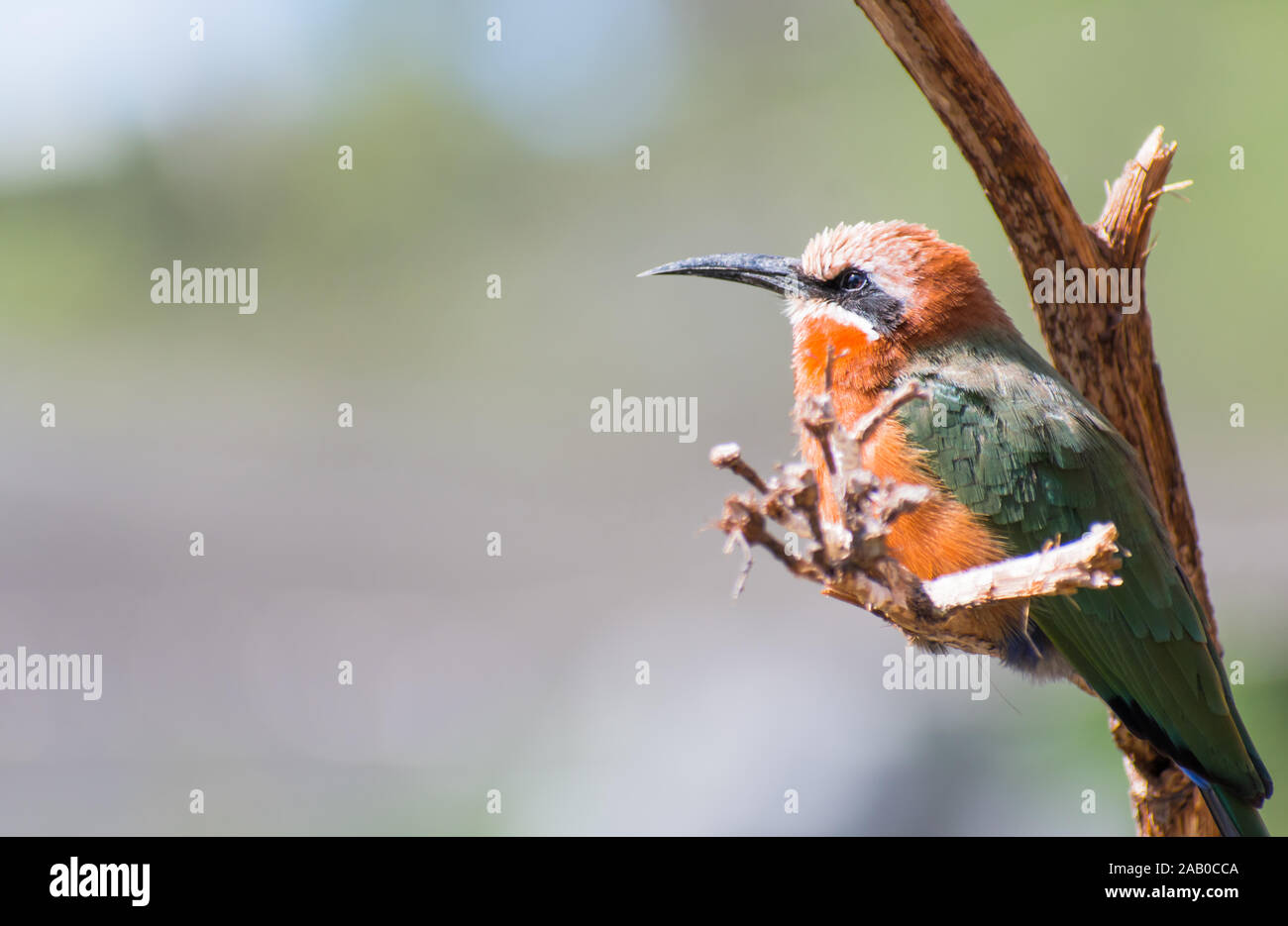 African Bee High Resolution Stock Photography and Images - Alamy