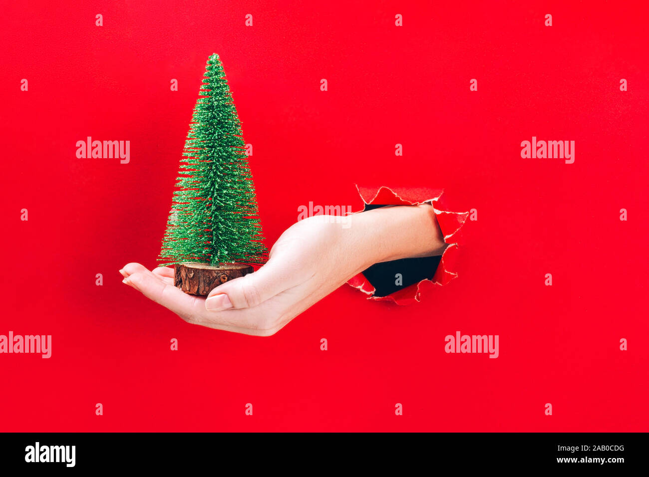Female hand holding miniature toy Christmas tree through a hole in red ...
