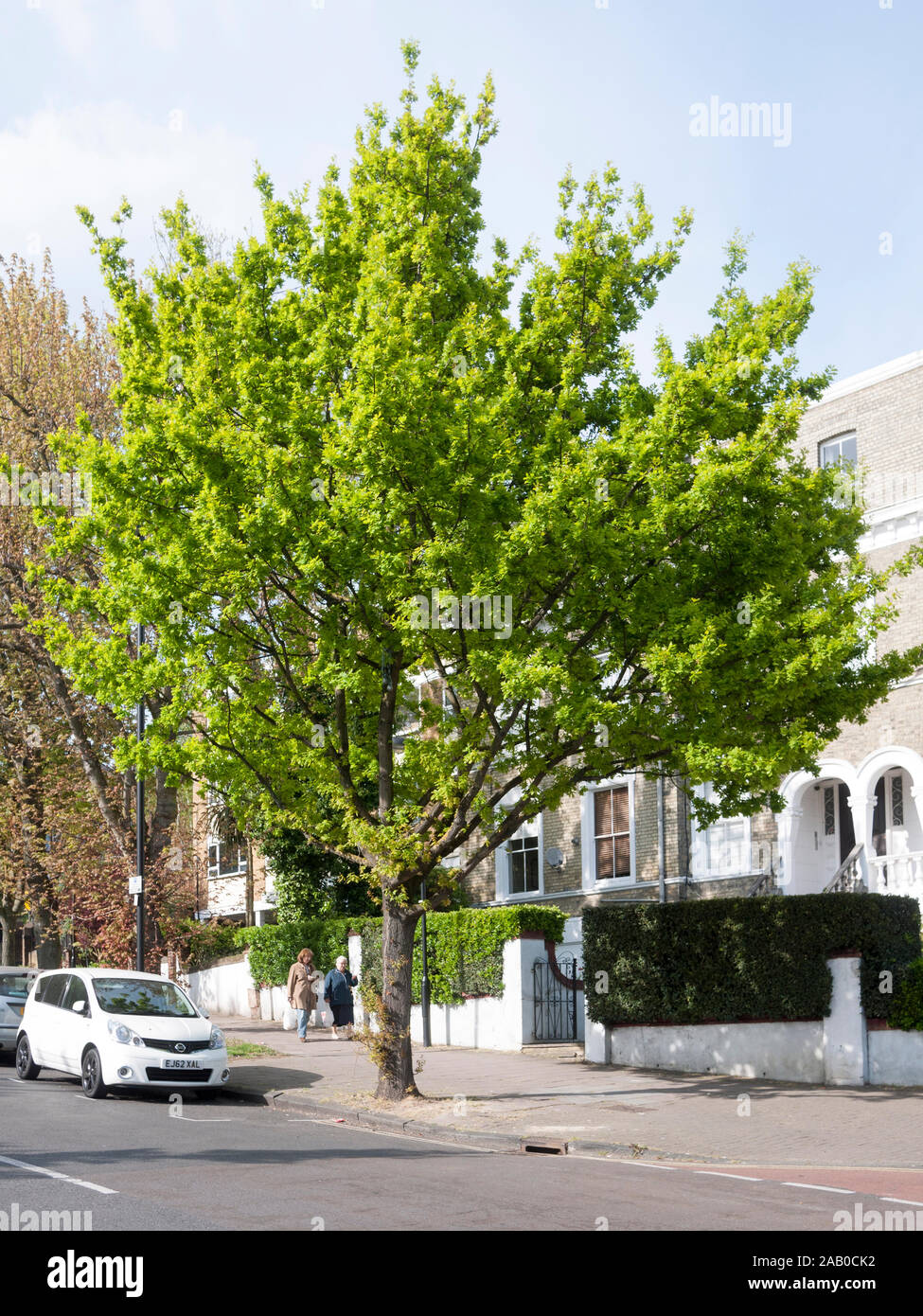 Urban oak (Quercus) trees, UK Stock Photo - Alamy