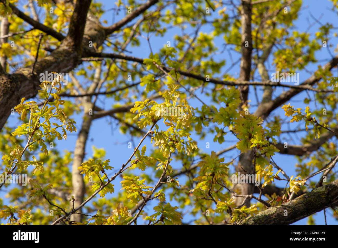 Urban oak (Quercus) trees, UK Stock Photo - Alamy
