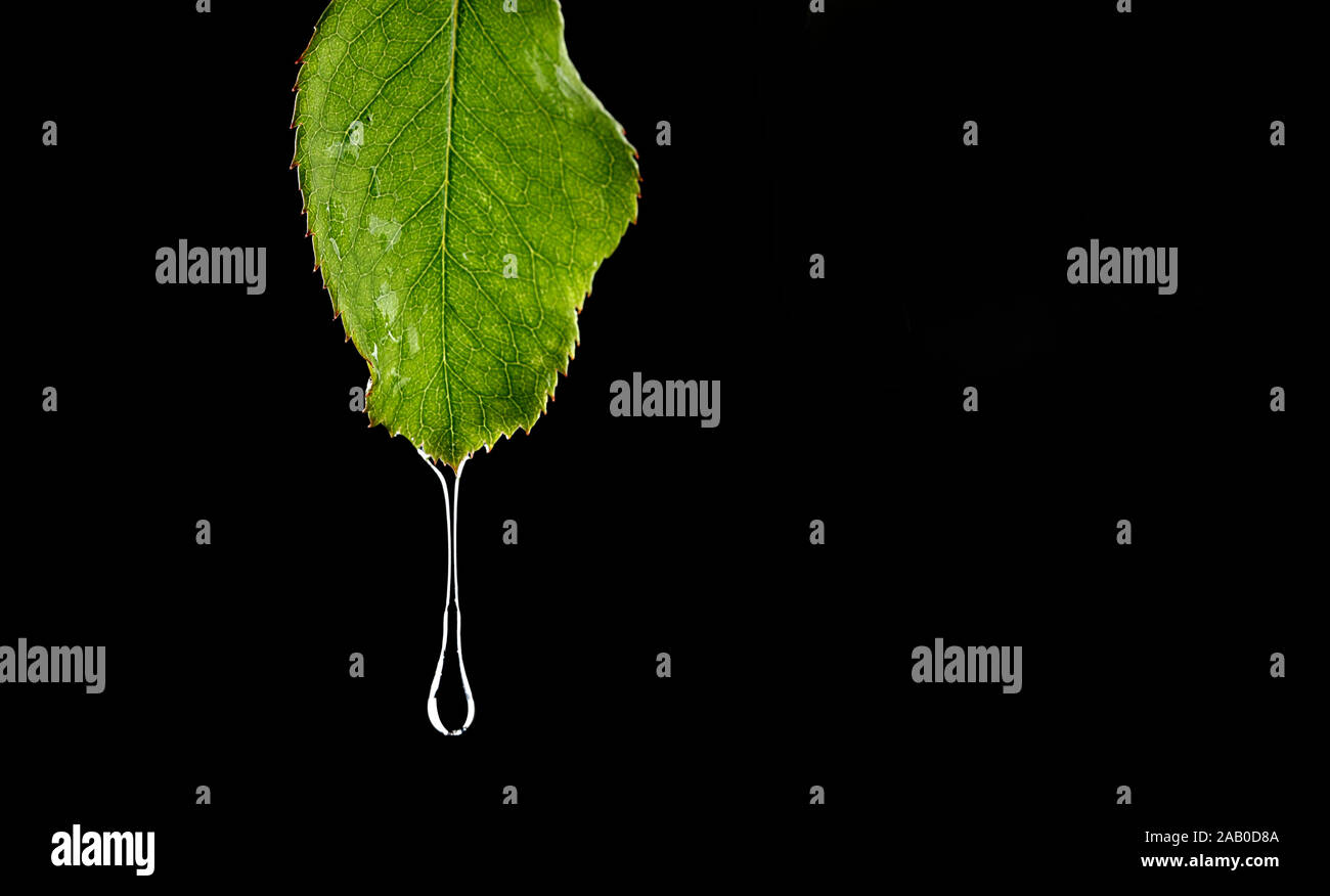 green leafs with water drop in Black background Stock Photo - Alamy