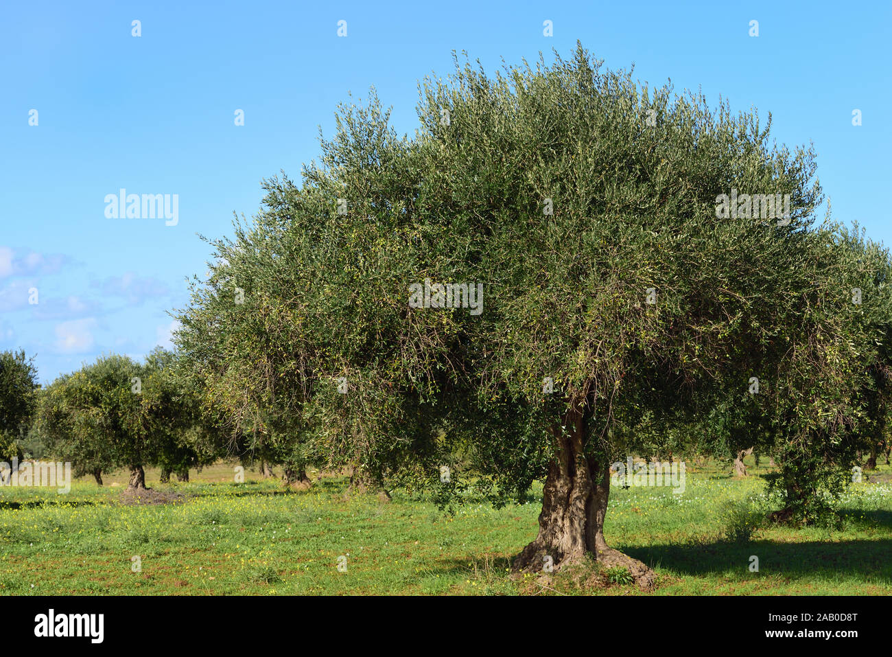 A cultivated field of olive trees in Sicily against a blue sky in ...