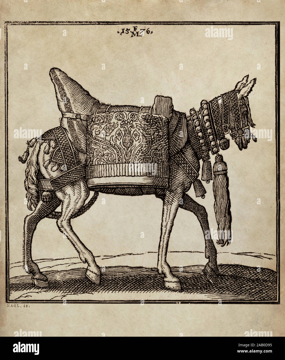 Saddle Mule High Resolution Stock Photography and Images - Alamy