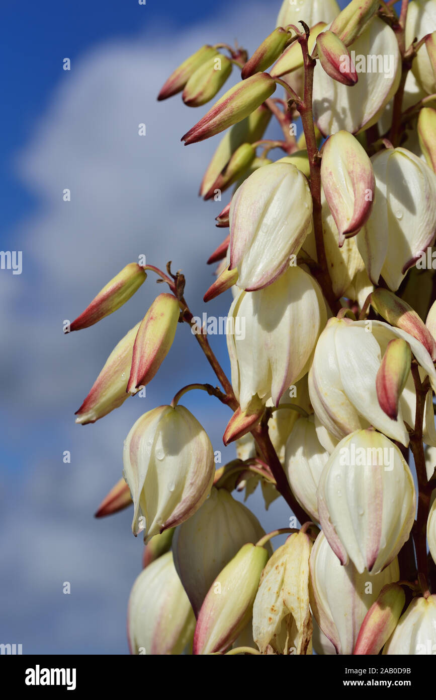 Yucca palm tree hi-res stock photography and images - Alamy