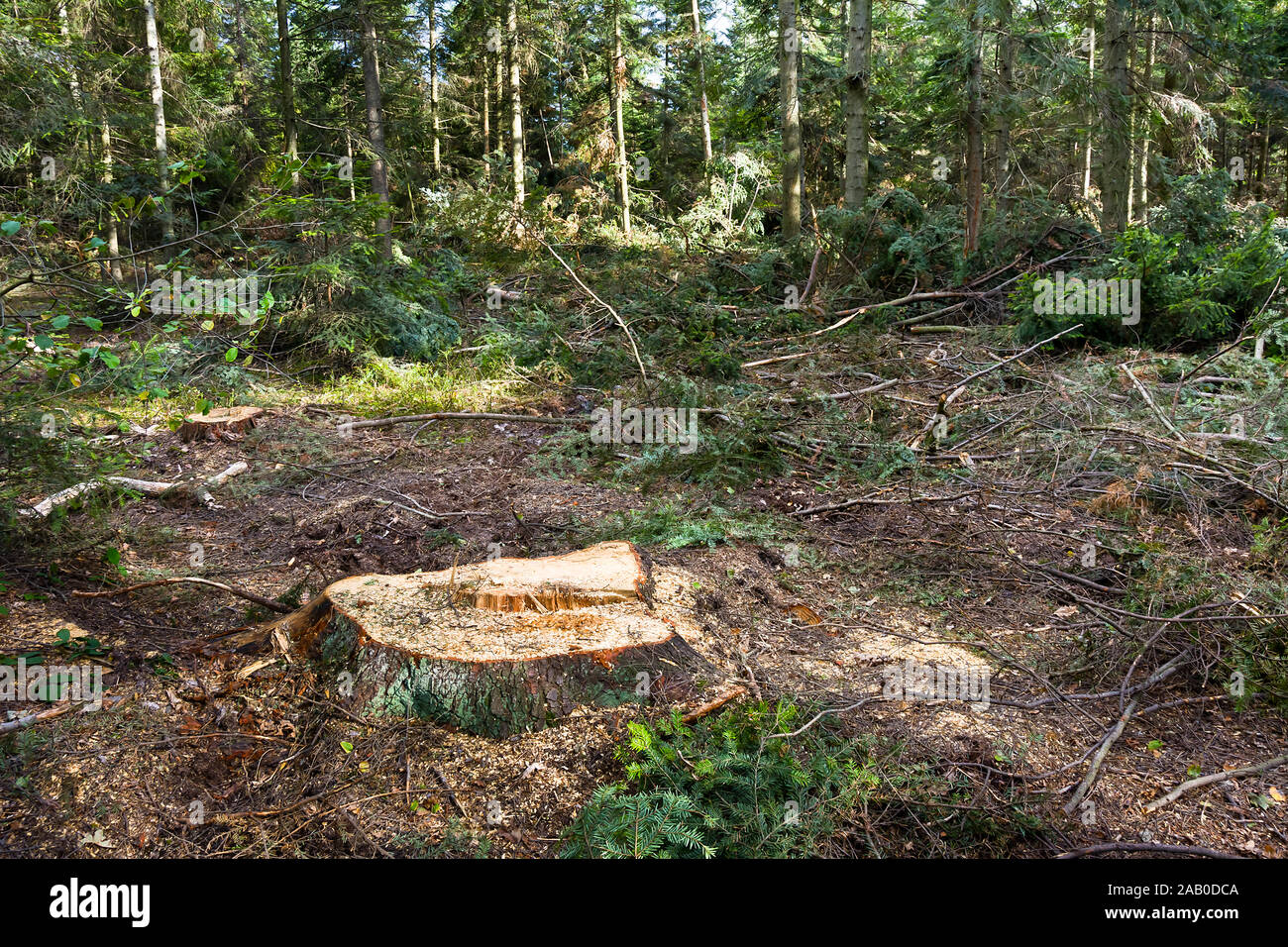 Old fir hi-res stock photography and images - Alamy