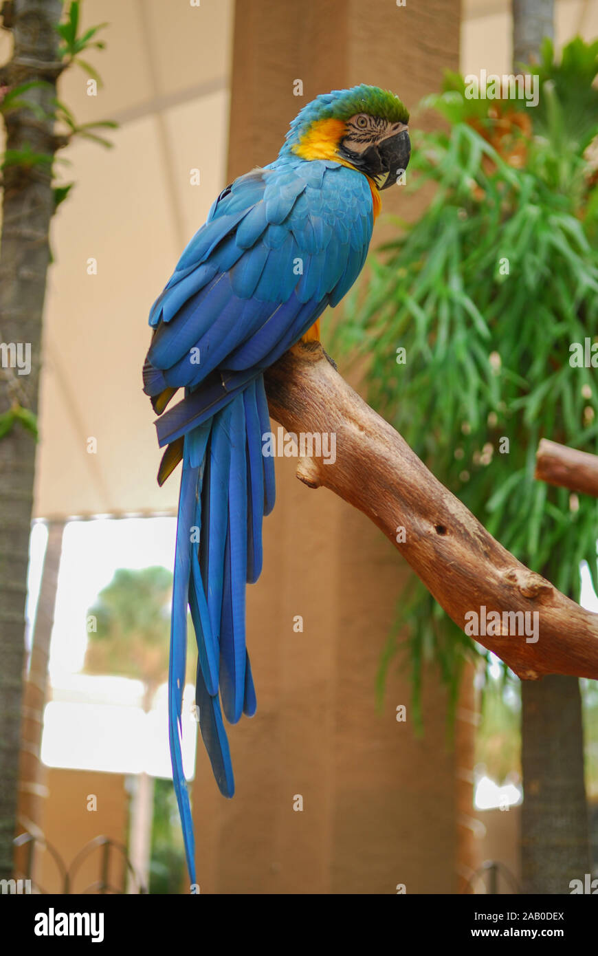 Playful parrots hi-res stock photography and images - Alamy