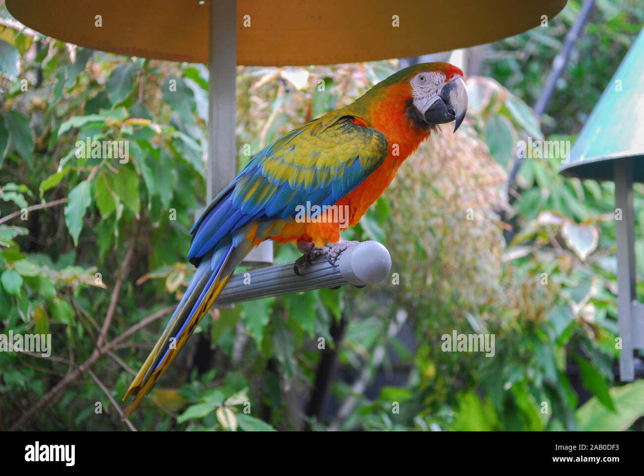Superb parrot hi-res stock photography and images - Alamy